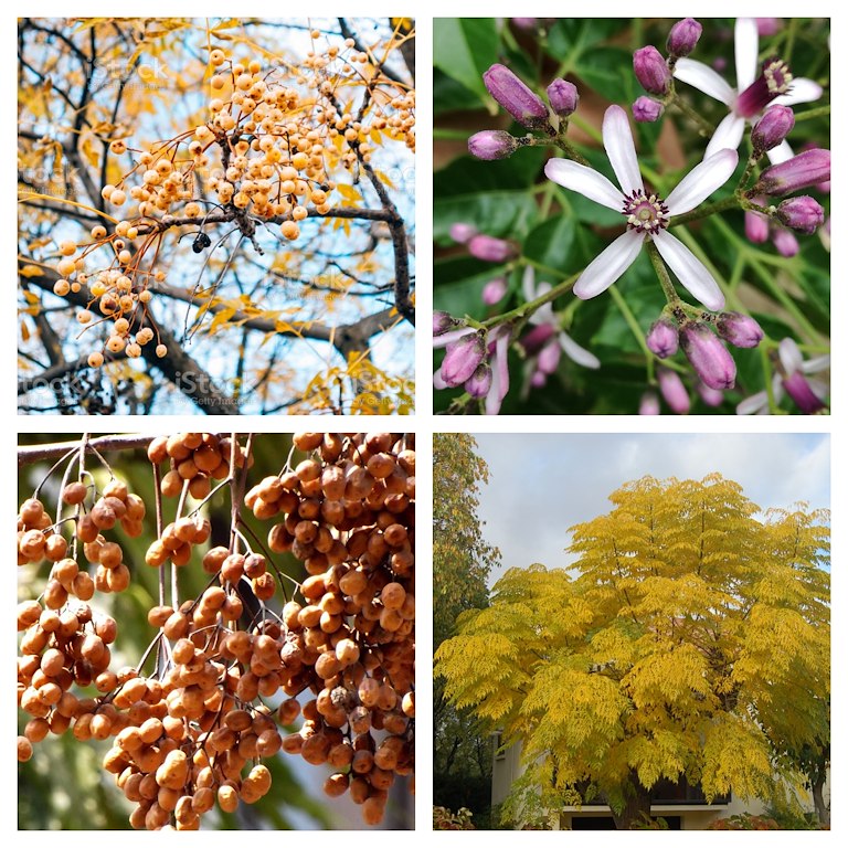 Melija - Očenašica seme, sjemena (Melia azedarach)