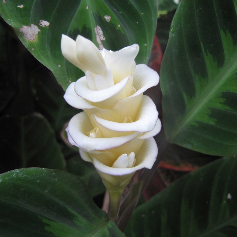 Sladoled Cvece - Kalateja Seme (Calathea warscewiczii)