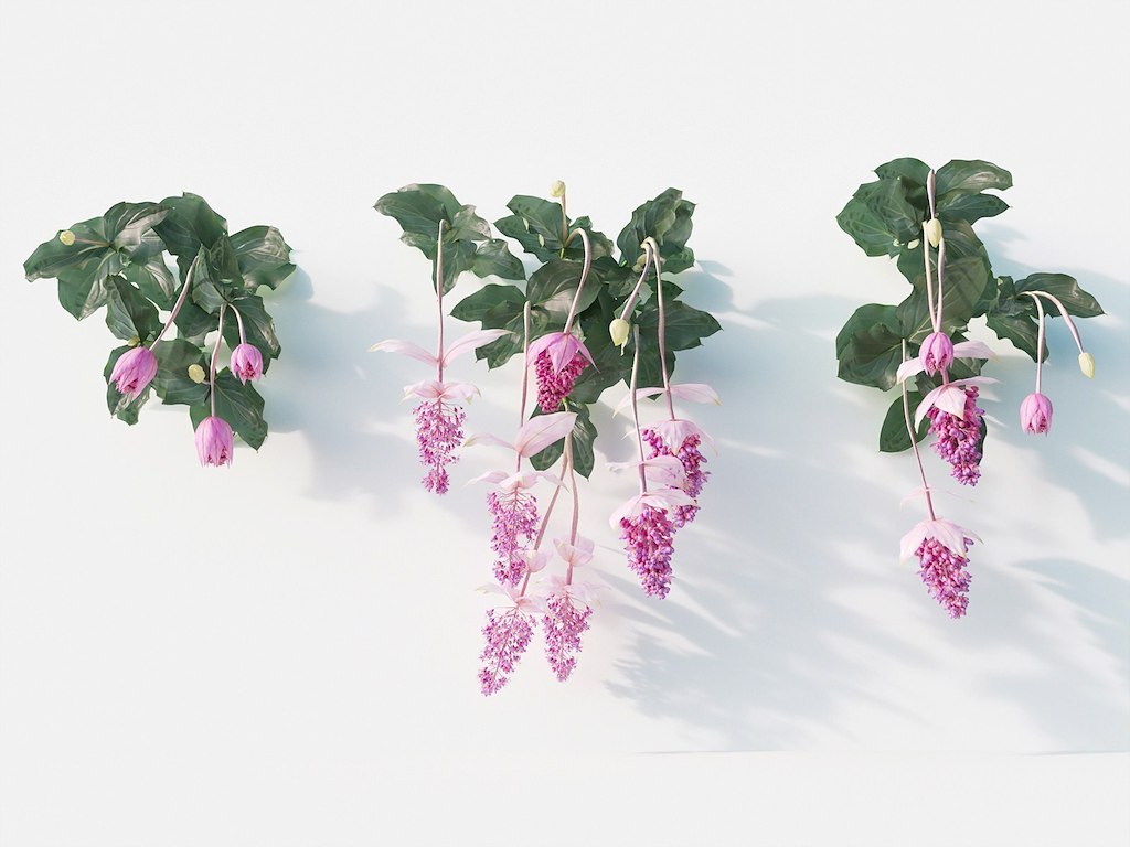 Medinila Seme (Medinilla magnifica)