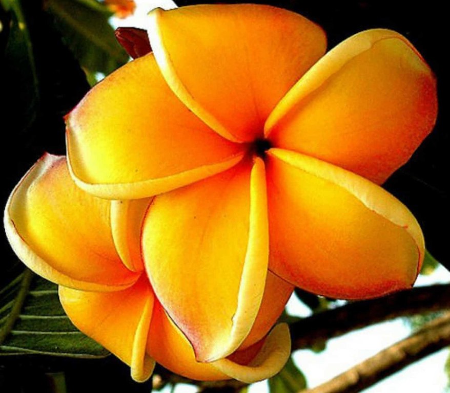 Plumeria (Frangipani) Seme Mango