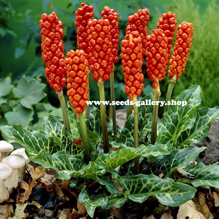 Kozlac Seme, biljka koja leci rak (Arum maculatum)