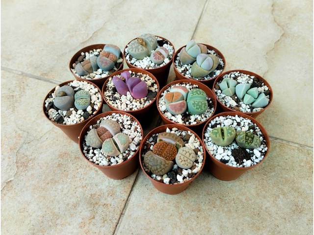 Lithops mix 10 saksija (živi kameni)