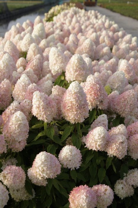 Hydrangea Paniculata Magical Sweet Summer - Drvenasta Hortenzija