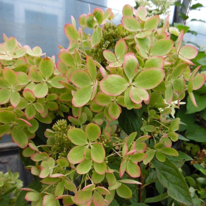 Hydrangea Paniculata Pastel Green - Drvenasta Hortenzija