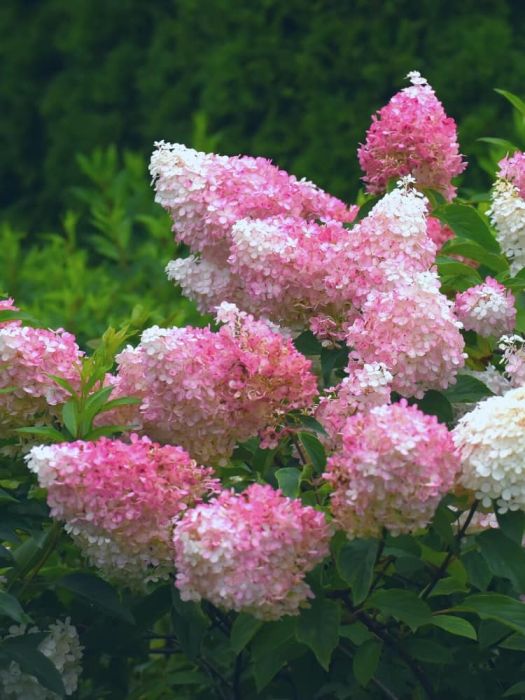 Hydrangea Paniculata Pink & Rose - Drvenasta Hortenzija