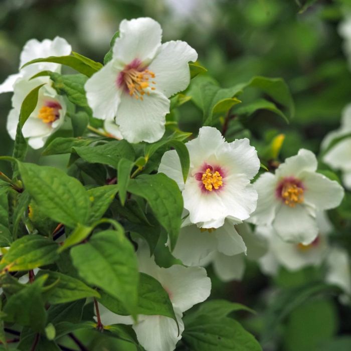 Philadelphus Belle Etoile - Vrtni Jasmin