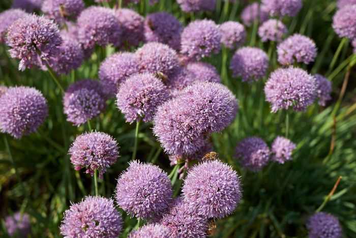 Allium Hybrid Sugar Mell - Ukrasni Luk
