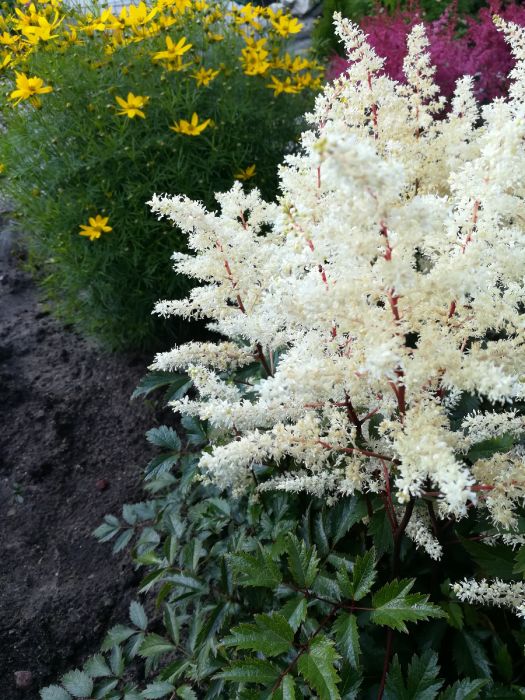 Astilbe Arendsii Cappuccino - Astilba