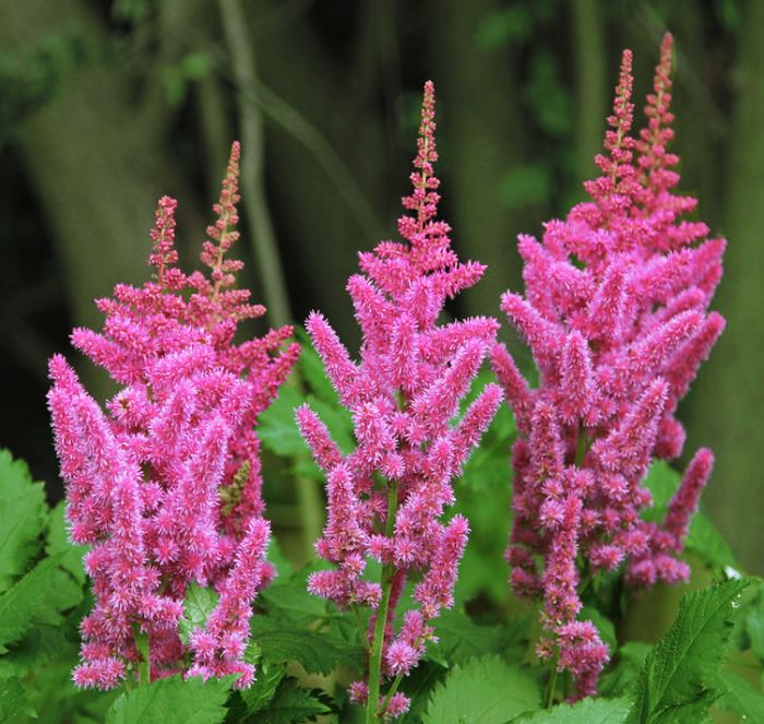 Astilbe Chinensis You And Me Always - Astilba