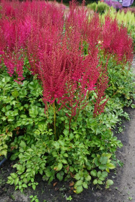 Astilbe Chinesis You and Me Forever - Astilba