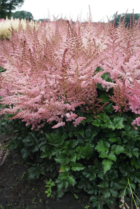 Astilbe Hybrida Razzle Dazzle - Astilba
