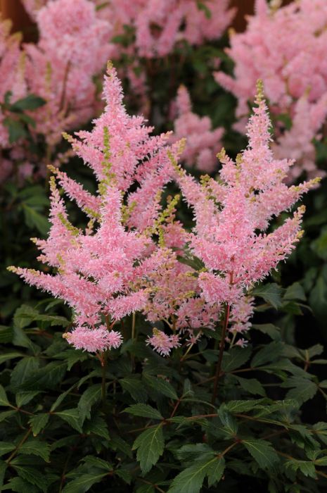 Astilbe Younique Salmon - Astilba