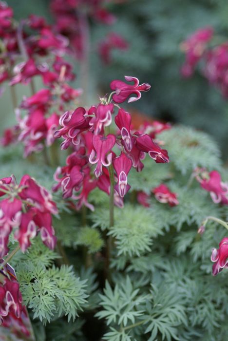 Dicentra Formosa Burning Hearts - Devojačko Srce, Minđušica