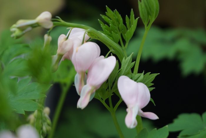 Dicentra Spectabilis Cupid - Devojačko Srce, Minđušica