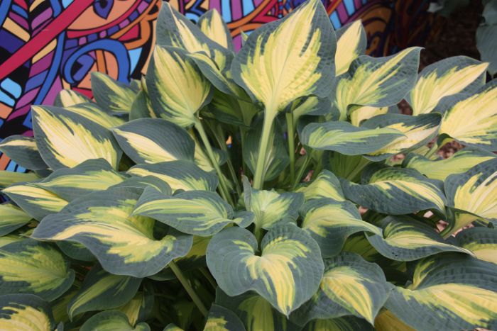 Hosta Orange Marmelade - Hosta