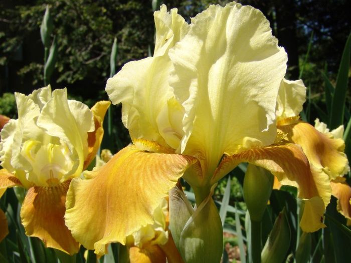 Iris Germanica Honey Glazed - Perunika