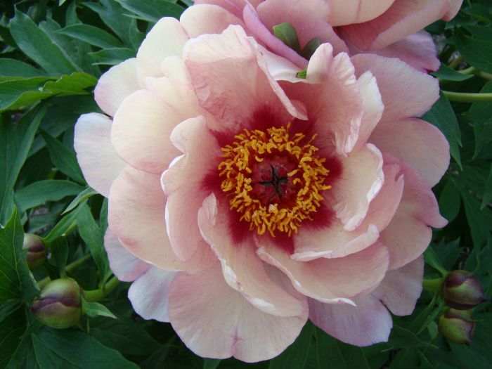 Paeonia Itoh Berry Berry Fine - Itoh Božur