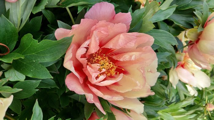 Paeonia Itoh Copper Kettle - Itoh Božur