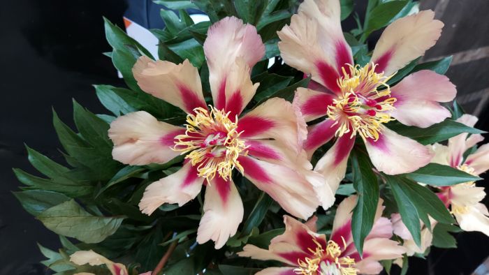 Paeonia Itoh Court Jester - Itoh Božur