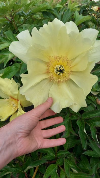 Paeonia Itoh Going bananas - Itoh Božur