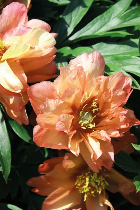 Paeonia Itoh Orange Victory - Itoh Božur