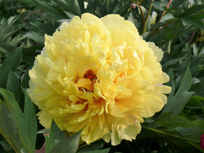 Paeonia Itoh Sonoma Ye Do - Itoh Božur