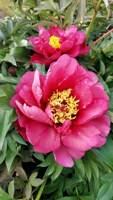 Paeonia Itoh Yankee Doodle Dandy - Itoh Božur