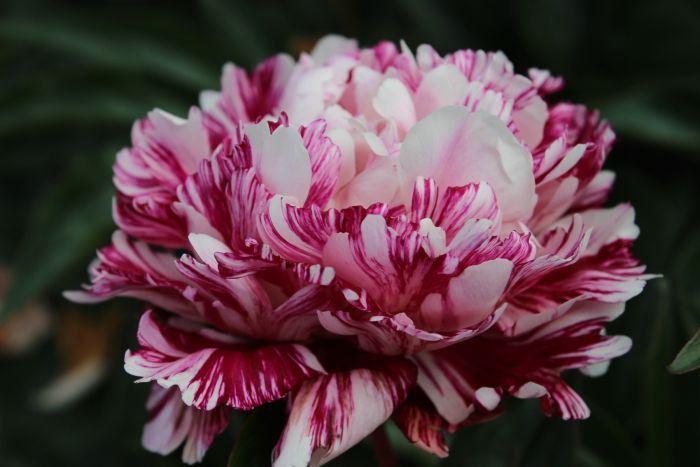 Paeonia Lactiflora Candy Stripe - Zeljasti Božur