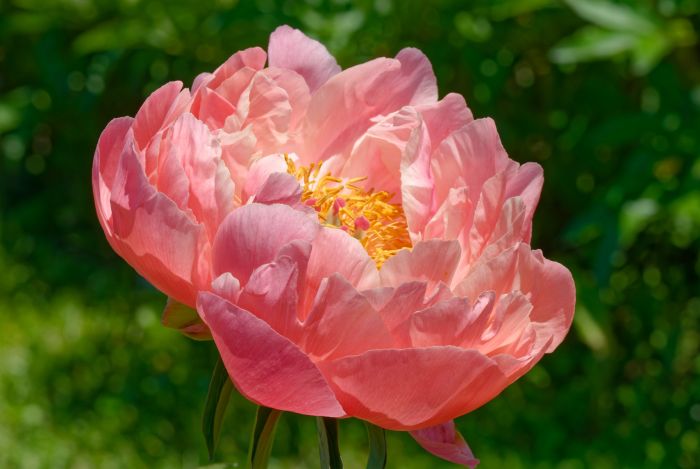 Paeonia Lactiflora Kings Day - Zeljasti Božur