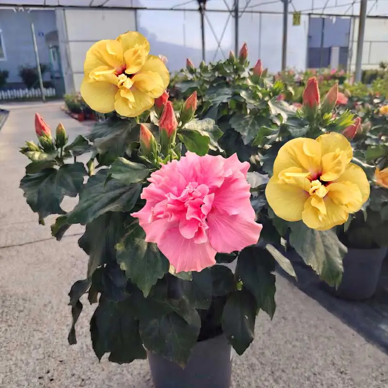 Hibiskus velika sadnica