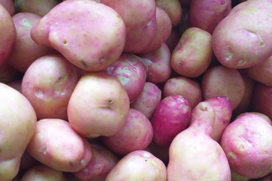 Mladi krompir ROZE