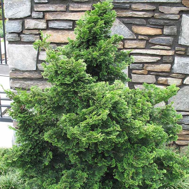 Chamaecyparis `Nana Gracilis`
