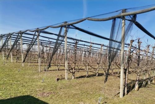 Voćnjak trešnje u punom rodu, 1.5 Ha, Srbobran