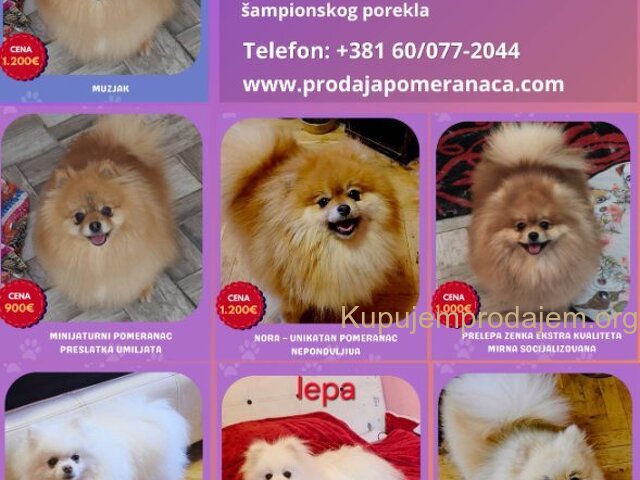 Pomeranac odgajivačnica na prodaju