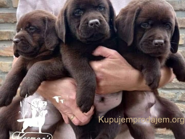 Labrador Retriver štenci, čokoladni