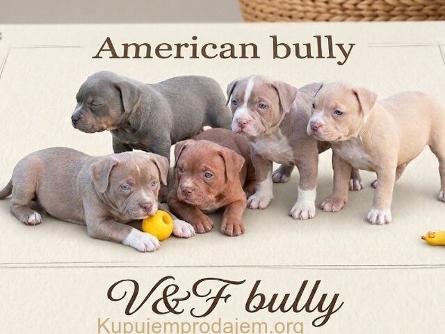 American bully pocket lilac štenci