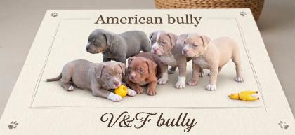 AMERICAN BULLY POCKET LILAC ŠTENCI