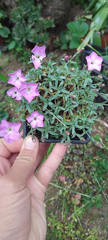 Ružičasti karanfil (Dianthus) – baštenska višegodišnja jastučasta