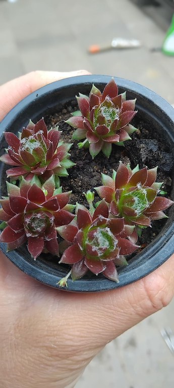 Sukulenti – čuvarkuće (Sempervivum) u saksiji - Više rozeta u