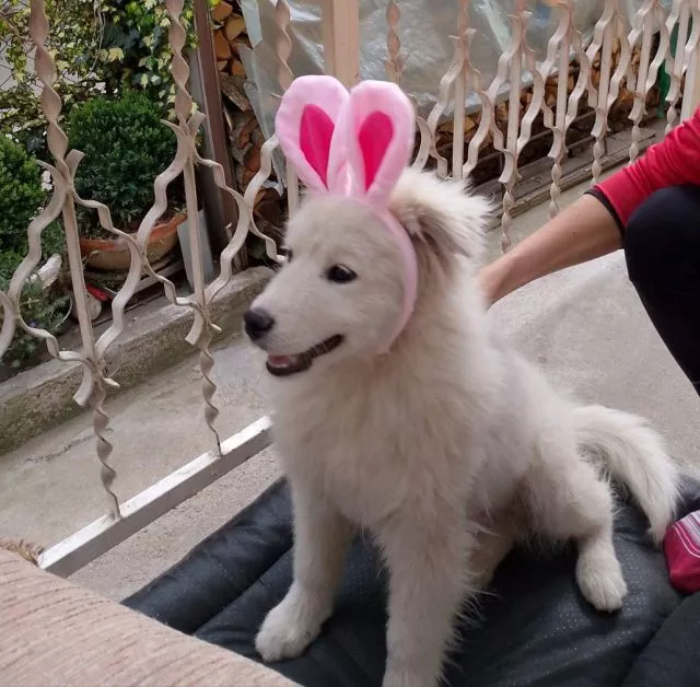 STENE SAMOJEDA 6 MESECI VAKCINISAN I OCISCEN OD PARAZITA