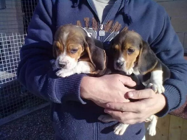 ŠTENCI BEAGLEA DRUŠTVENO PRIPITOMLJENI