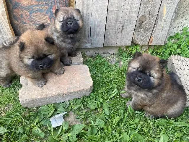 CHOW CHOW ŠTENCI