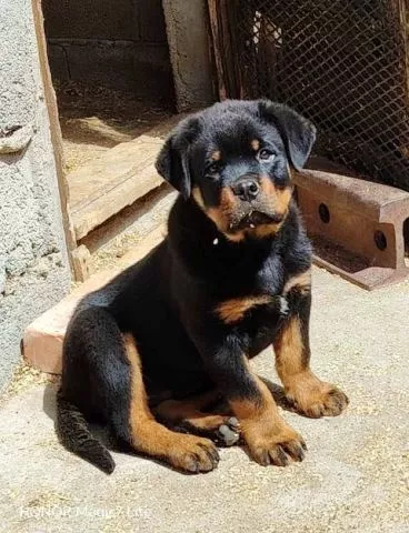 ROTVAJLER, PRVOBIRANO MUŠKO ŠTENE