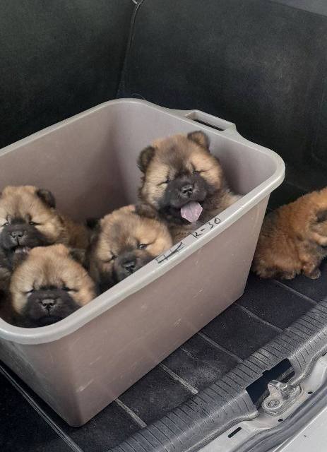 Chow Chow štenci