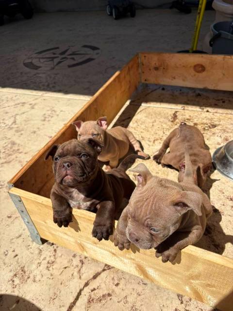American bully exzotik-mikro štenci
