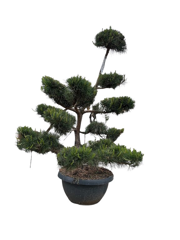 Bor bonsai