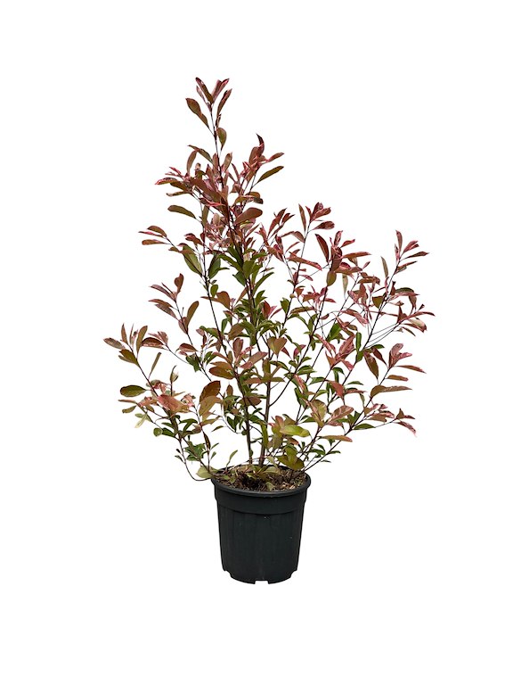 Fotinija ‘Pink Marble’