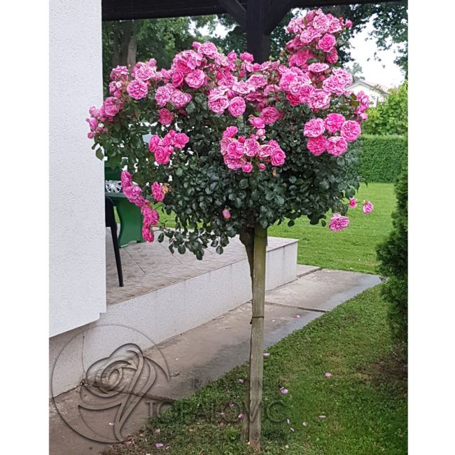Stablašica Barlenburg (Barleburg®) kalem 100cm