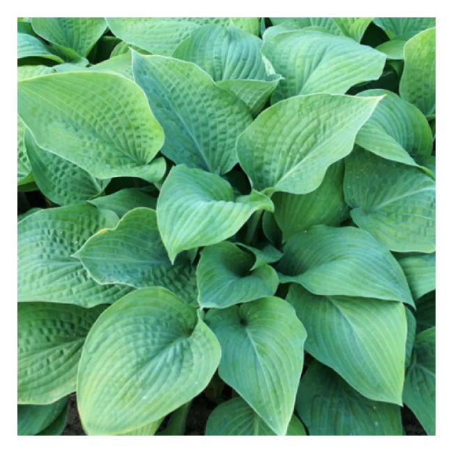 Hosta 'Marmalade on Toast'