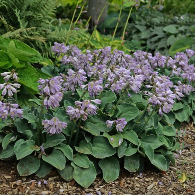 Hosta Blue Mouse Ears